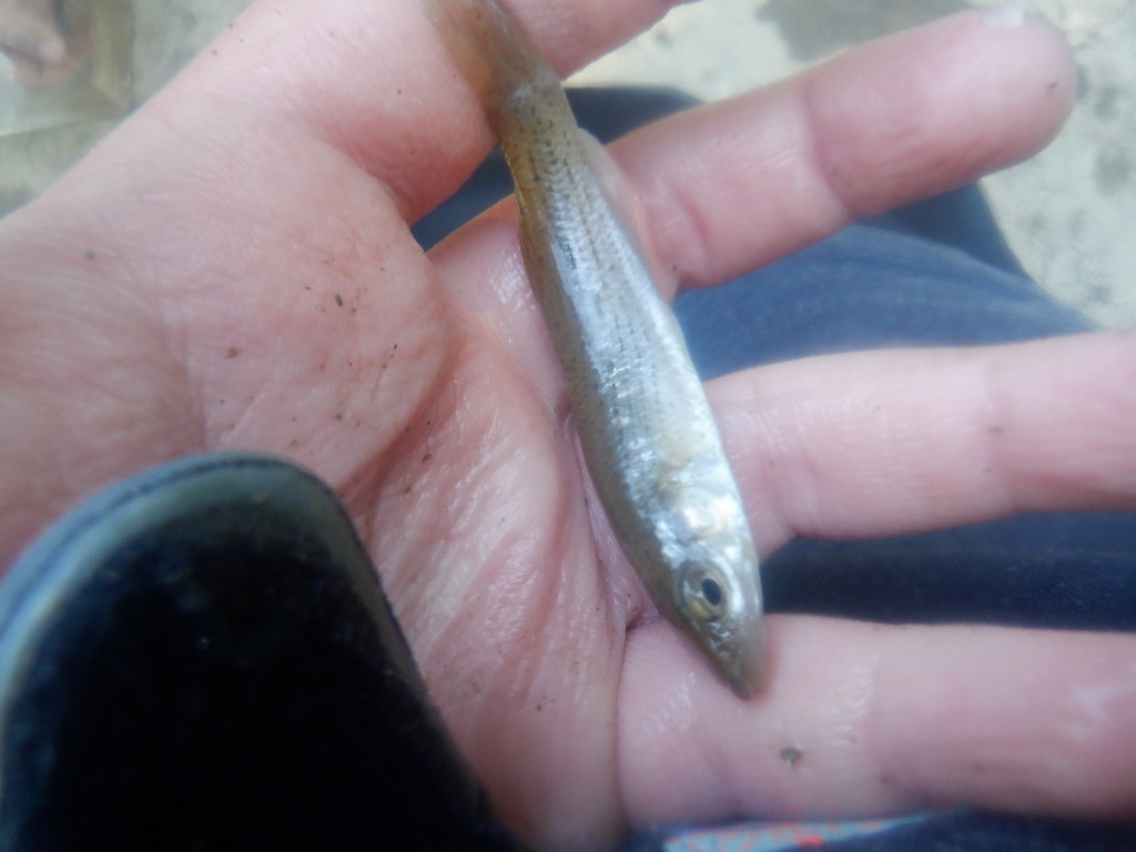 Northern Studfish from Spring Hill, TN, USA on June 04, 2022 at 05:57 ...