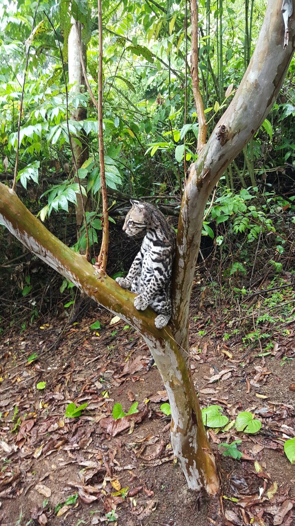 Ocelot from Puntarenas, Costa Rica on April 1, 2016 at 01:57 PM by ...