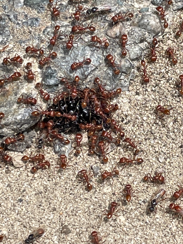 Typical American Harvester Ants from English St, Hawthorne, NV, US on ...