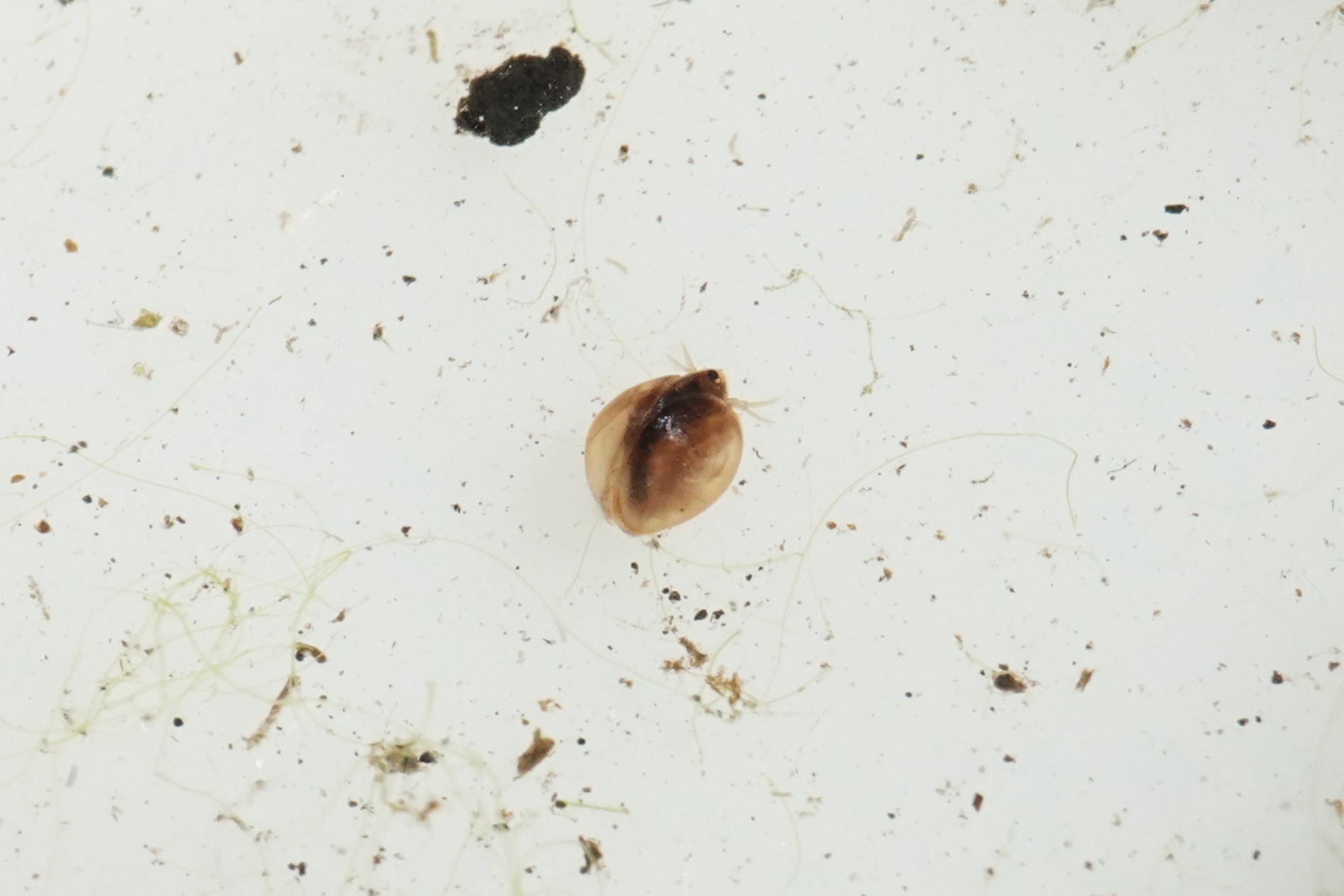 Lynceus brachyurus O.F.Müller, 1776