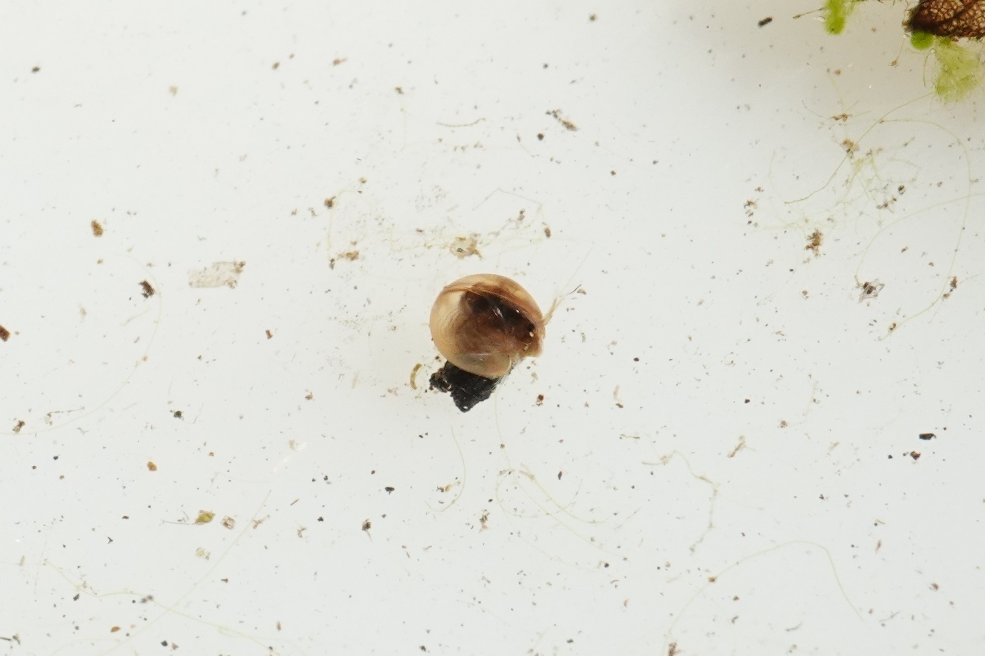 Lynceus brachyurus O.F.Müller, 1776