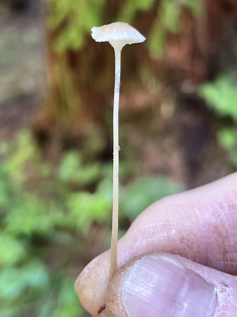 Dripping Bonnet from The Mount Baker-Snoqualmie National Forest, North ...