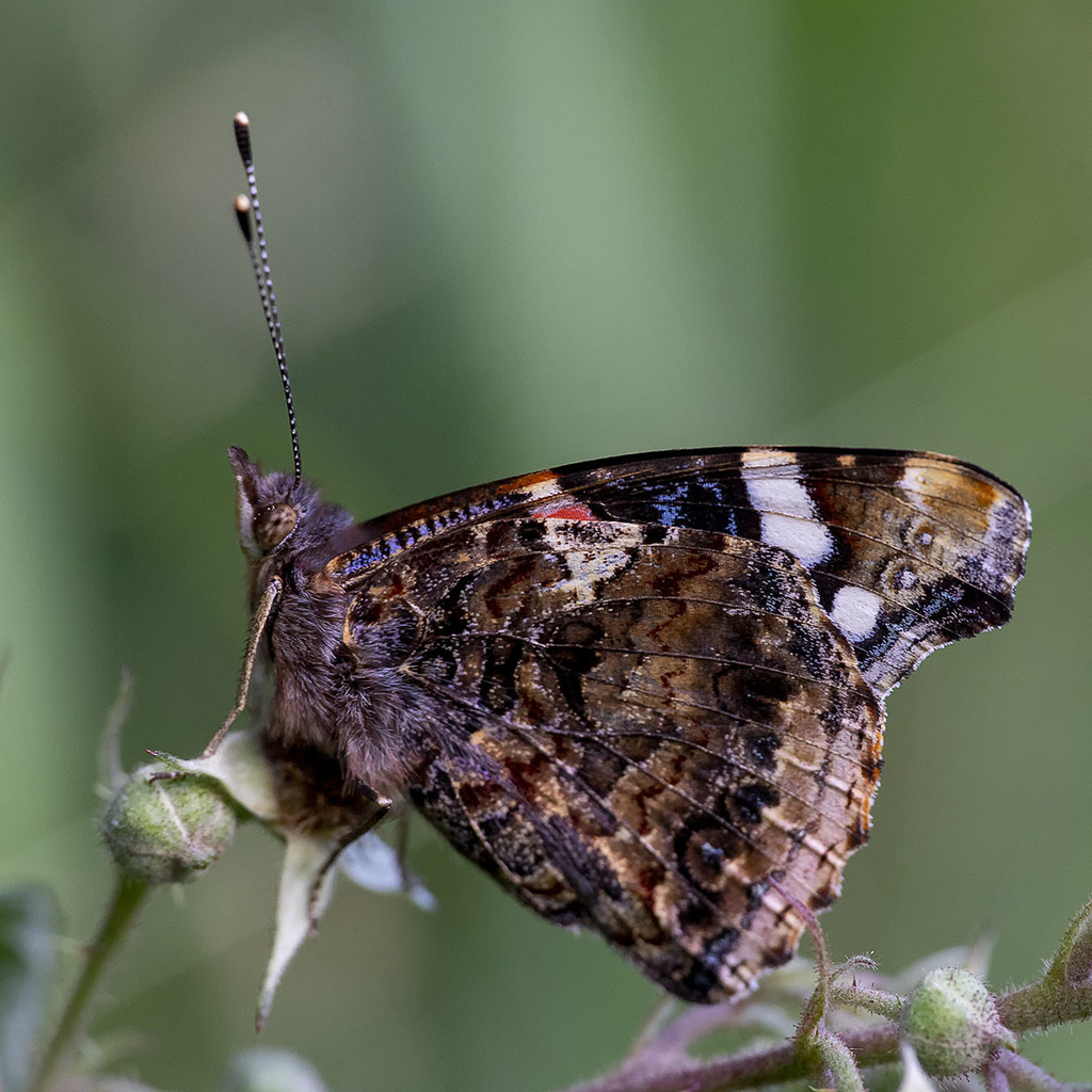 Red Admiral (Mount Rainier National Park Pollinator Guide 🐝 🦋 ...