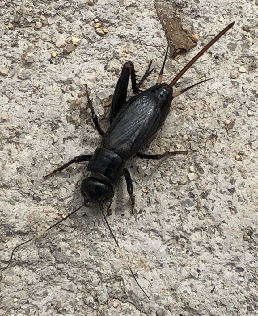 クロツヤコオロギ (Orthoptera and Mantodea of Japan) · iNaturalist