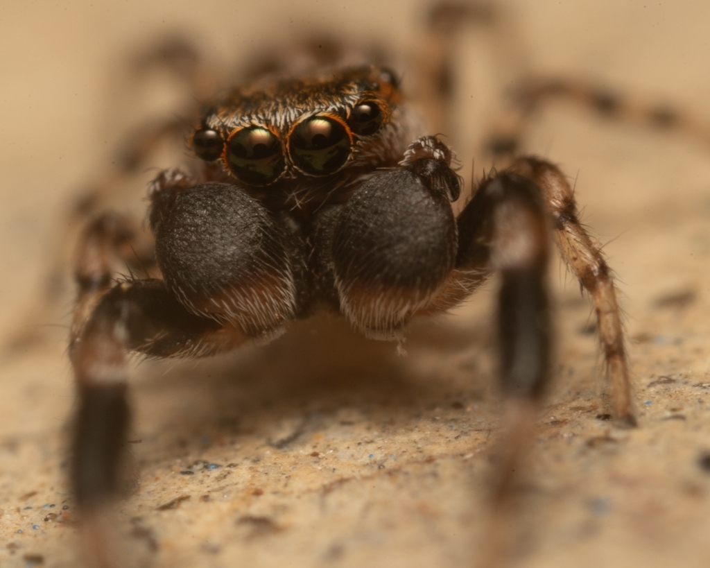 Four-lined Slender Jumping Spider from Greenville on June 08, 2022 at ...