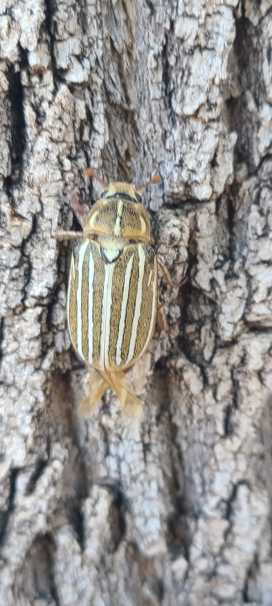 Polyphylla decemlineata (Say, 1824)