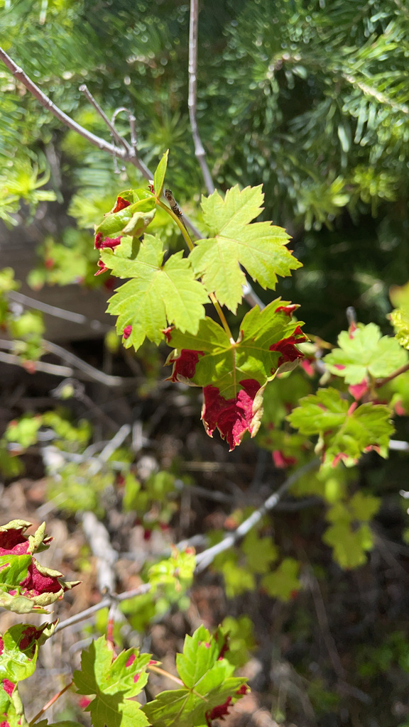 Rocky Mountain maple from White River National Forest, Vail, CO, US on ...