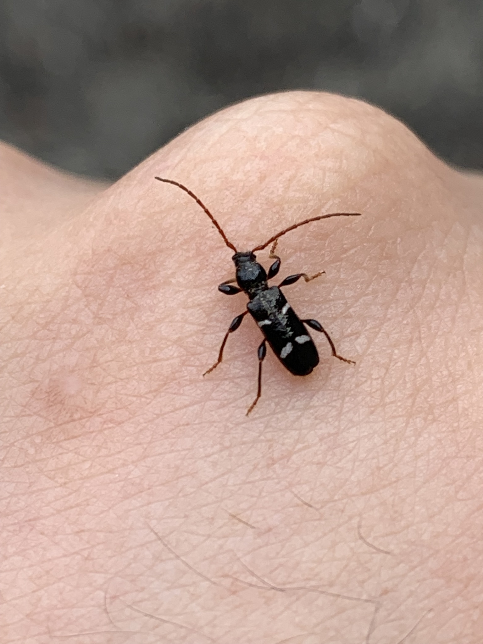 Phymatodes nitidus LeConte, 1874