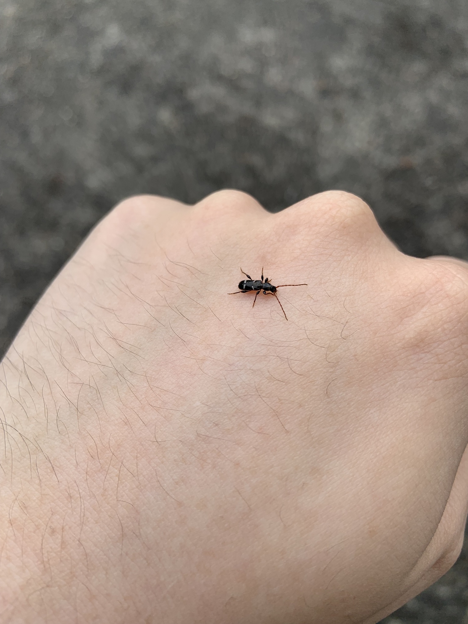 Phymatodes nitidus LeConte, 1874