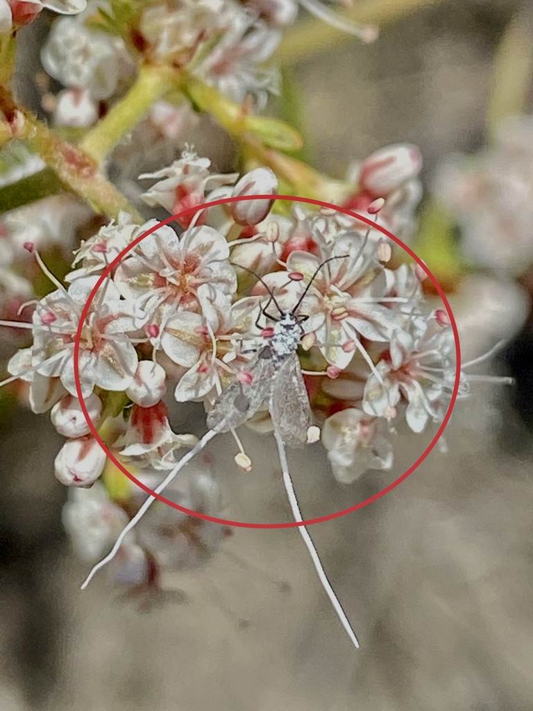 Butterflies and Moths from Orange County, CA, USA on June 08, 2022 at ...