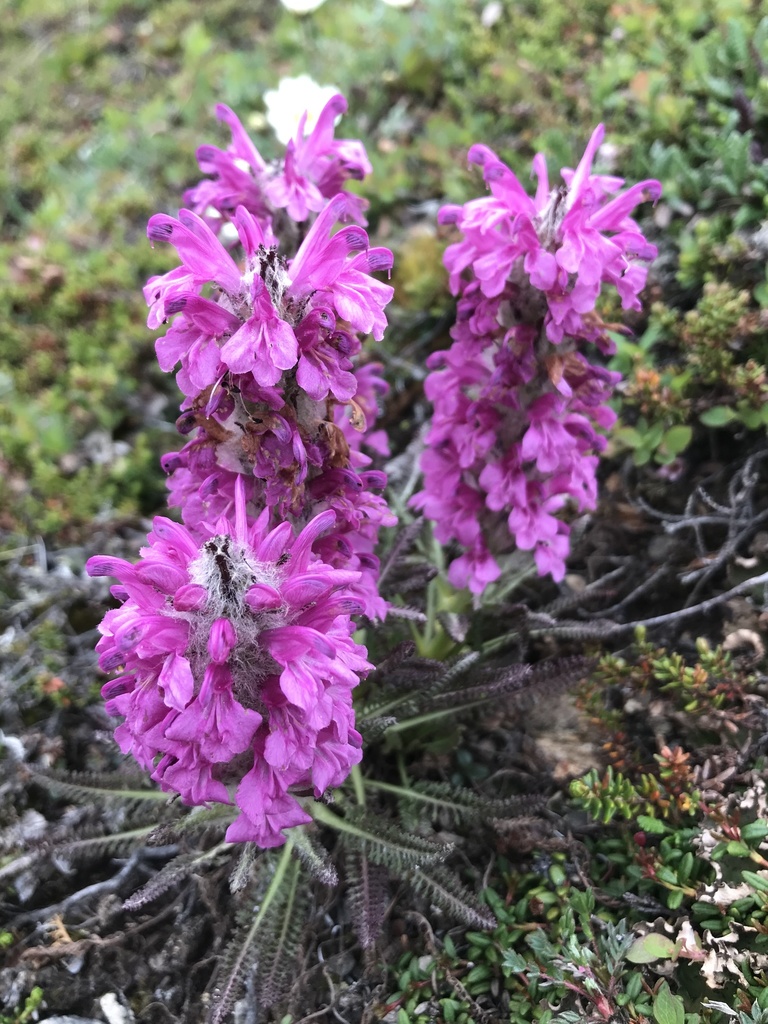 Woolly Lousewort from Chugach State Park, Anchorage, AK, US on June 08 ...