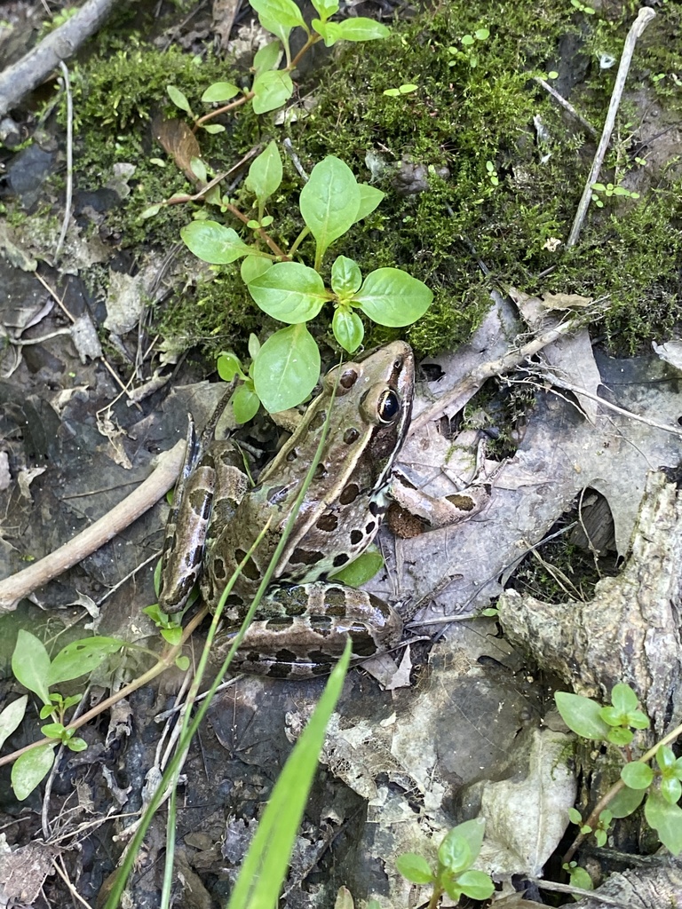 Atlantic Coast Leopard Frog in June 2022 by Zihao Wang. In swamp forest ...