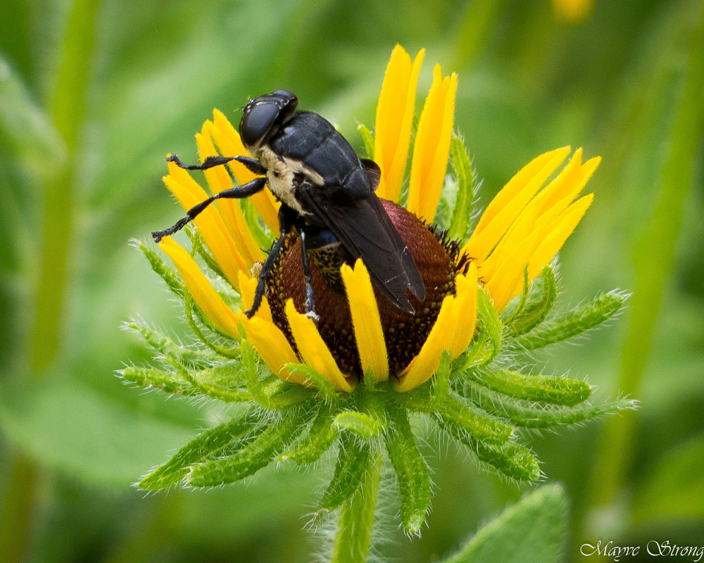 Bot Flies from Carrollton, TX, USA on June 08, 2022 at 10:08 AM by ...