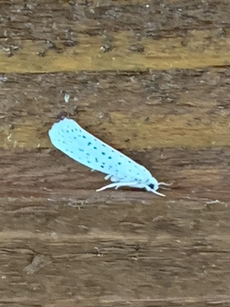 American Ermine Moth from Great Smoky Mountains National Park ...