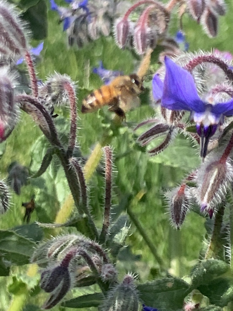 Western Honey Bee from 24th Ave SW, Seattle, WA, US on May 25, 2022 at ...