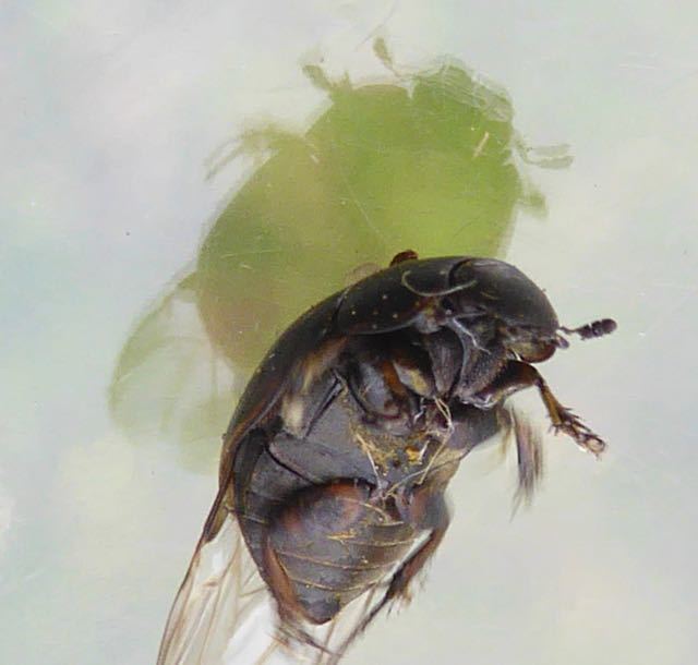 Sphaeridium scarabaeoides (Linnaeus, 1758)