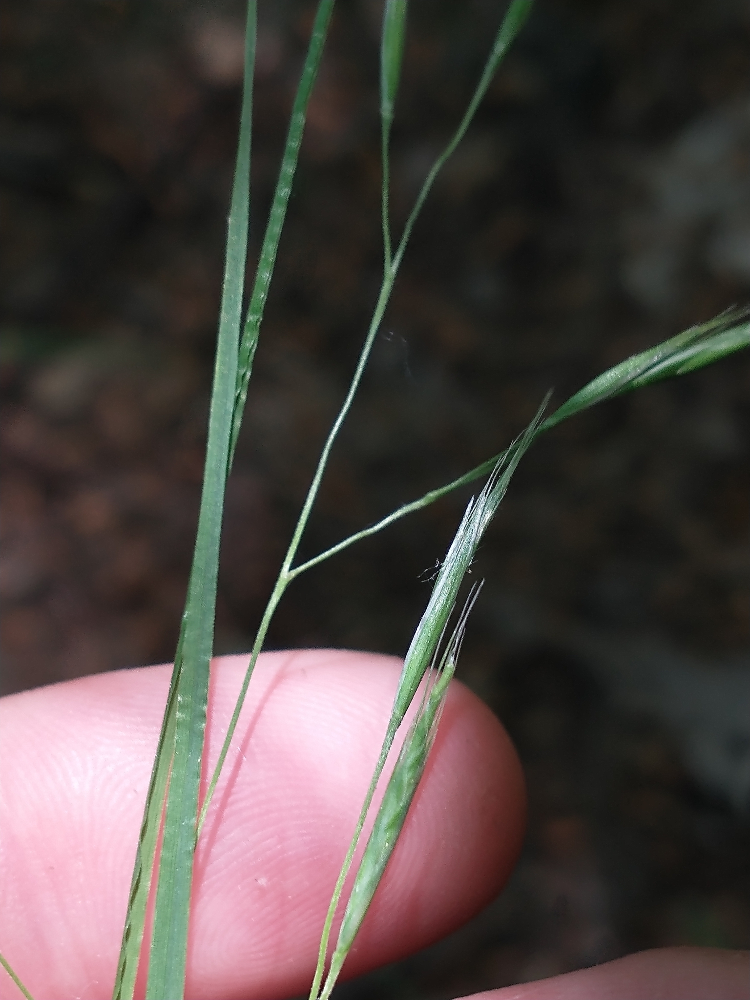 Danthonia compressa Austin