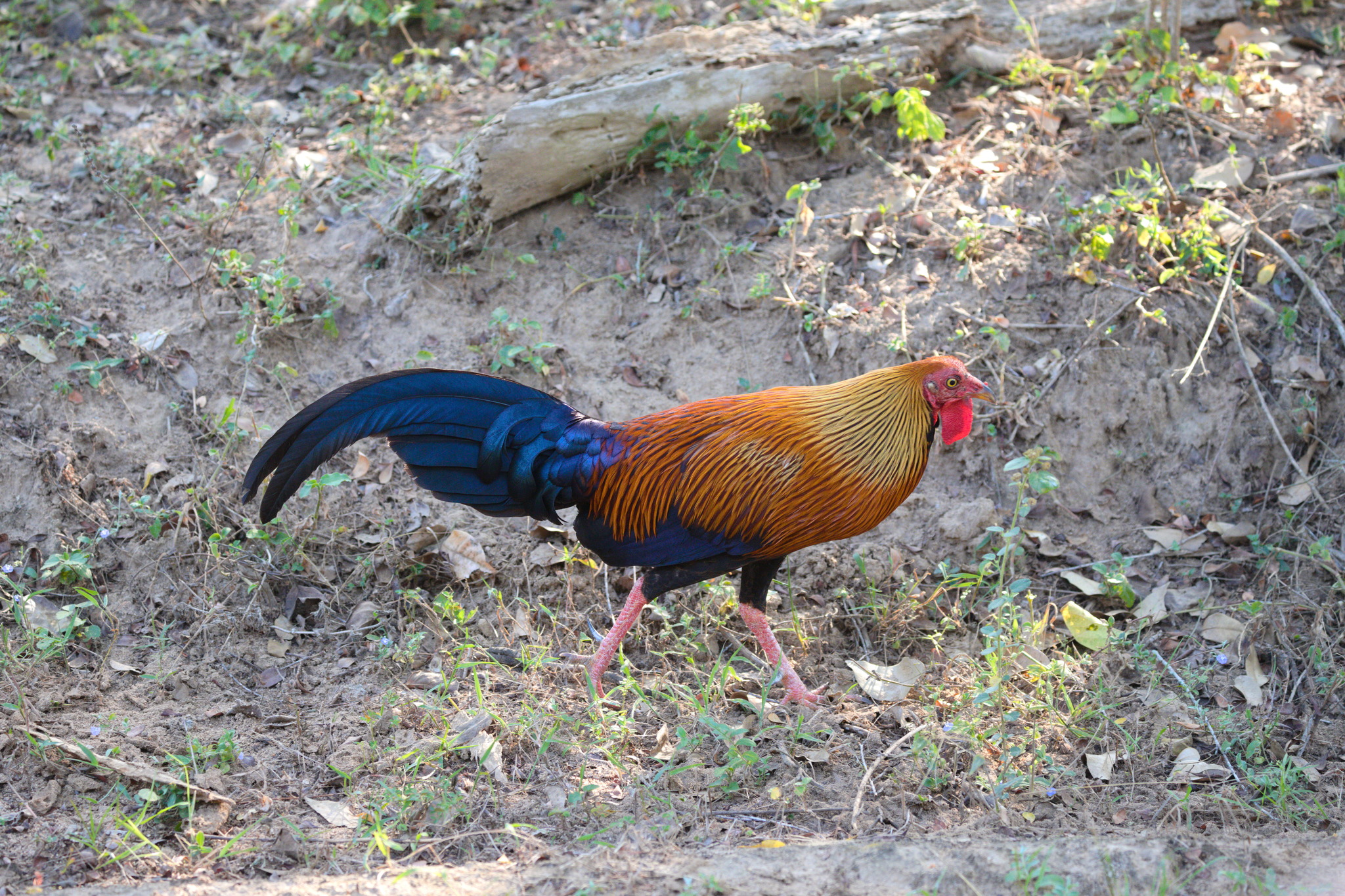 Gallus lafayetii Lesson, 1831