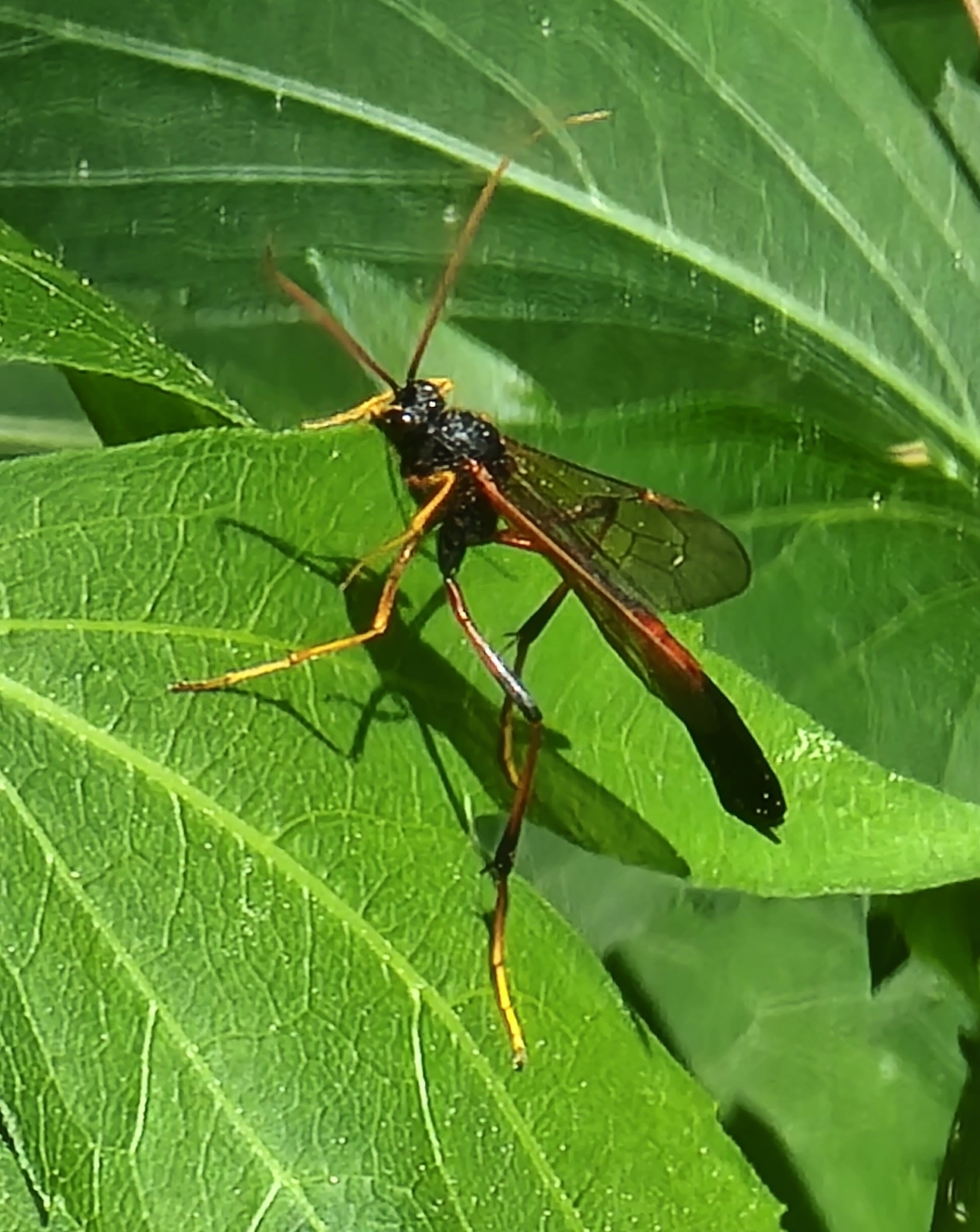 Therion circumflexum (Linnaeus, 1758)