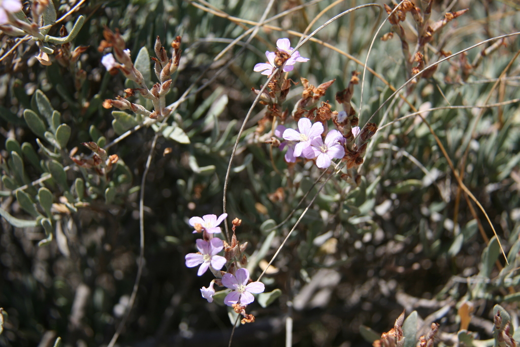 Limoniastrum monopetalum from Isola San Pantaleo, Province of Trapani ...