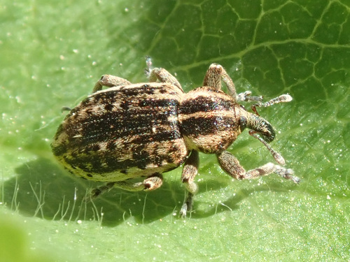 Hypera transsilvanica · iNaturalist