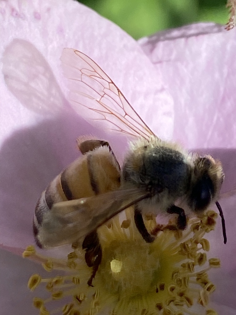 Western Honey Bee from Laguna Niguel, CA, USA on June 07, 2022 at 01:22 ...