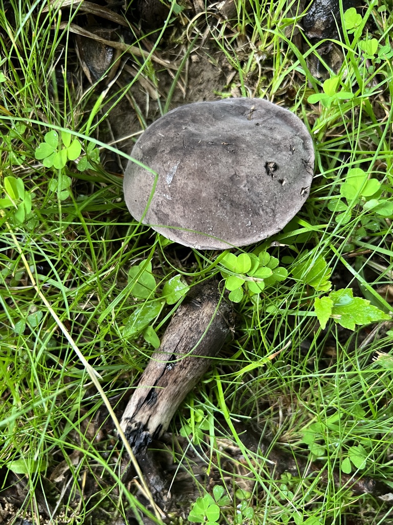 Black Velvet Bolete from Albert Johnson Rd, Nashville, IN, US on June ...