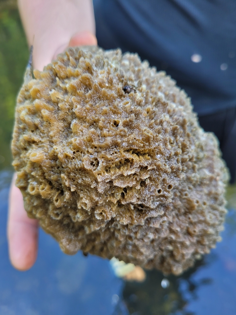 Freshwater sponges in June 2022 by Alynn Edwall · iNaturalist