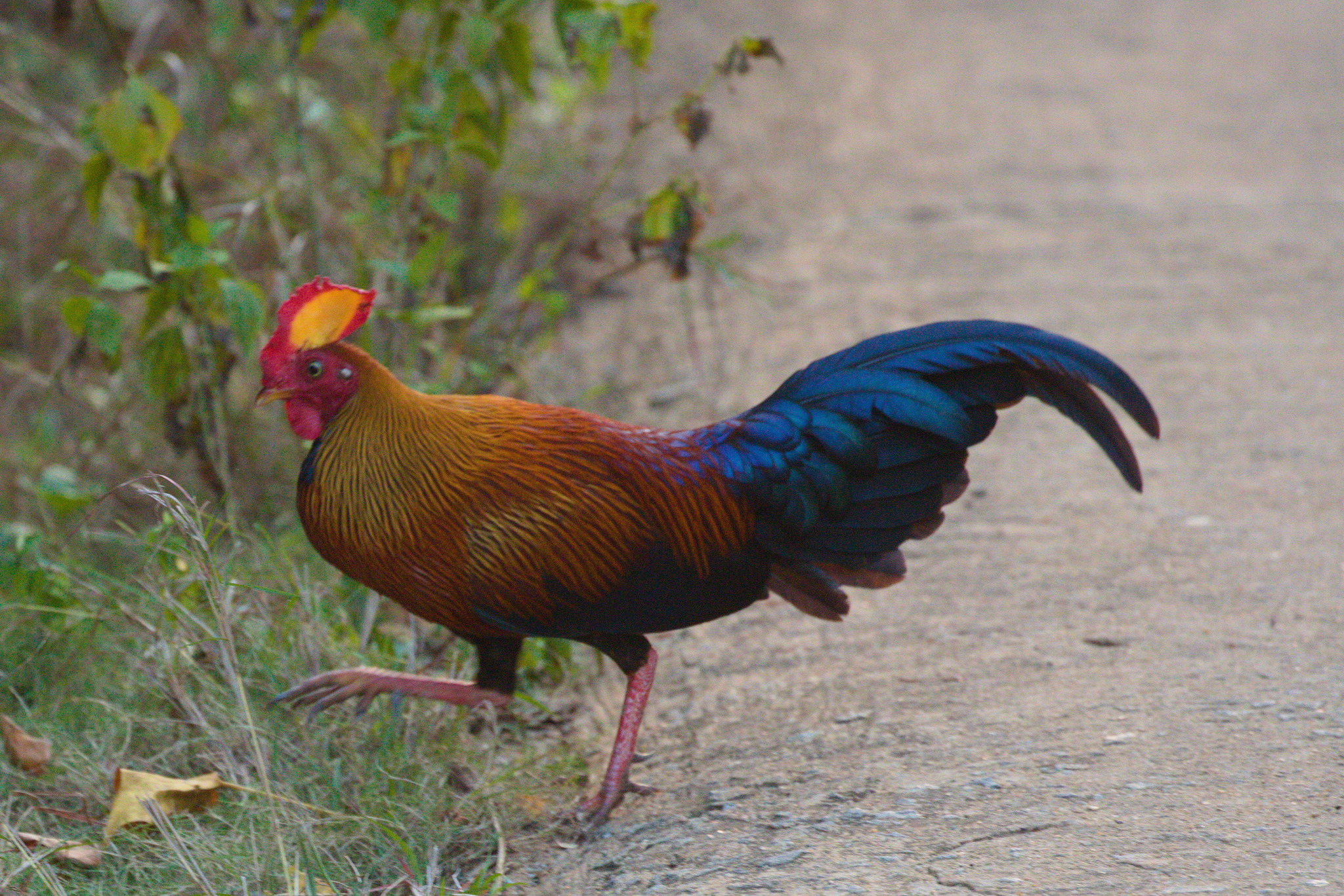 Gallus lafayetii Lesson, 1831