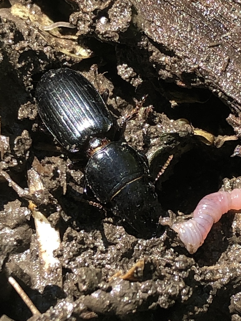 Big-headed Ground Beetle from Walton Woods Park, Buffalo, NY, US on ...