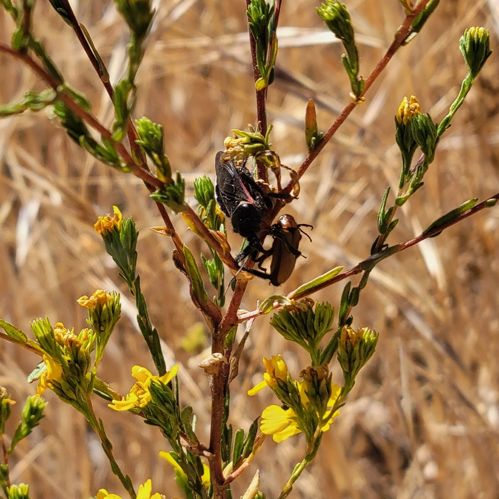 California Bee Assassin from Silverado, CA 92676, USA on June 8, 2022 ...