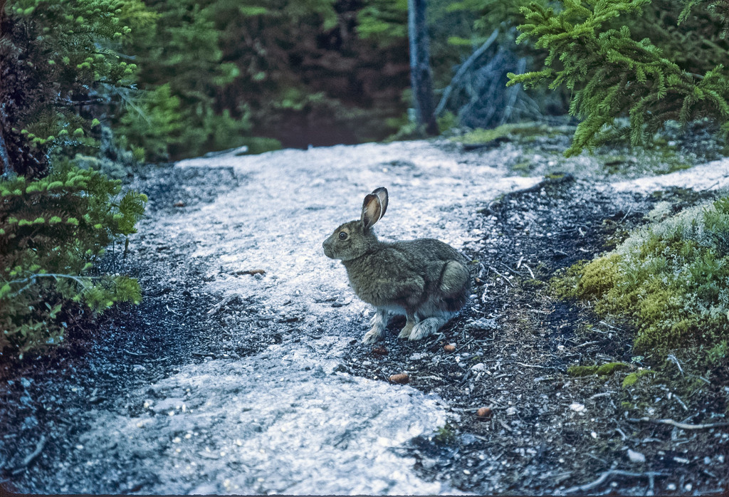 Snowshoe Hare from Grafton Notch State Park, Maine on June 15, 1985 by ...