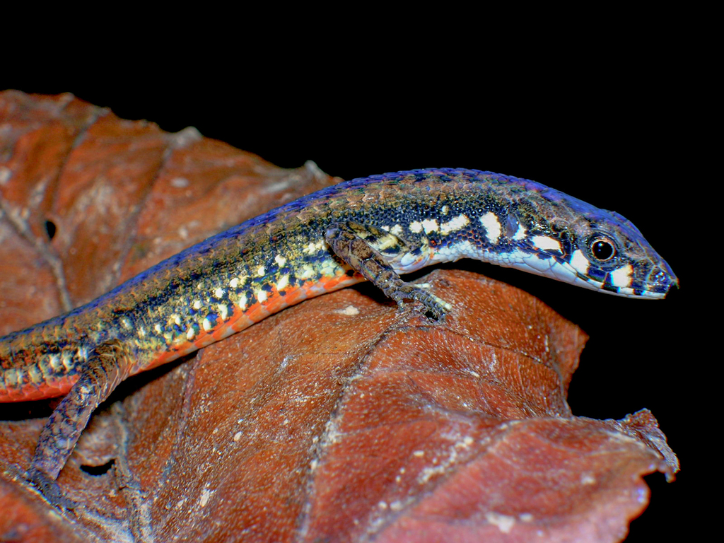 Eigenmann's Eyed Lizard from Manu, Peru on February 21, 2006 at 07:12 ...