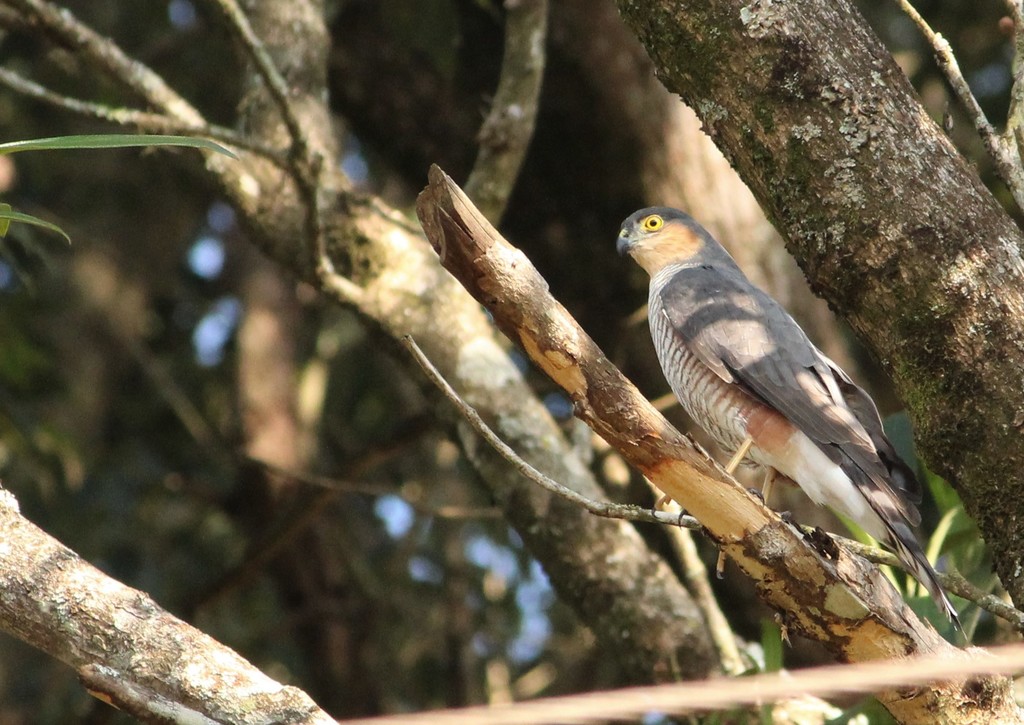 Rufous-thighed Hawk from Sete Barras, Bragança Paulista - SP, Brasil on ...