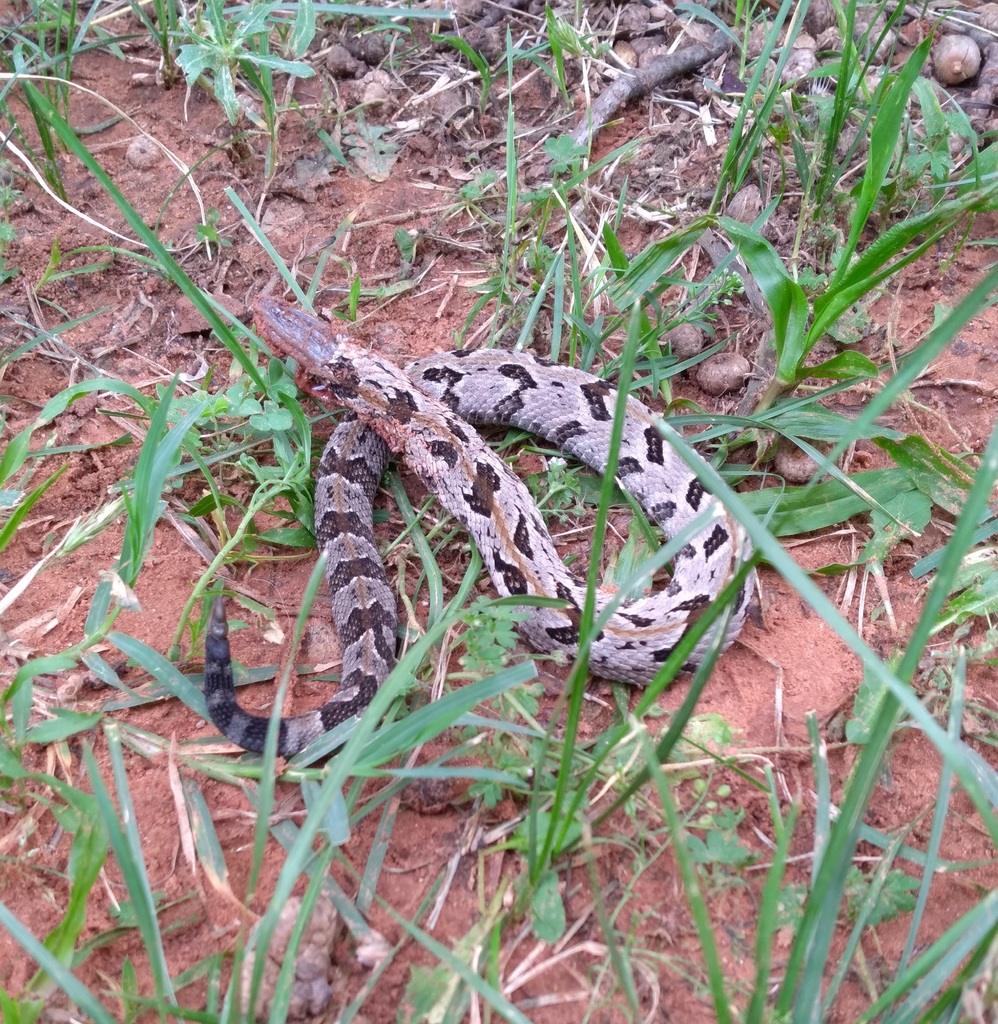 Timber Rattlesnake in June 2022 by Grasshopper Girl. I know many of y ...