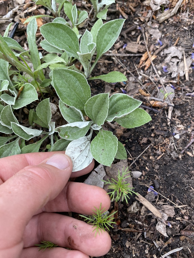 Parlin's Pussytoes from Credit Heights Dr, Mississauga, ON, CA on June ...