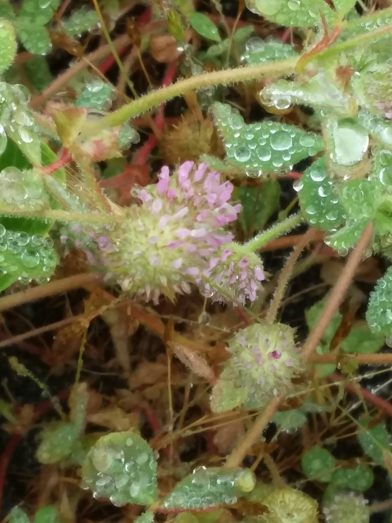 small-headed clover from Redwood National Park - Kuechel Visitor Center ...