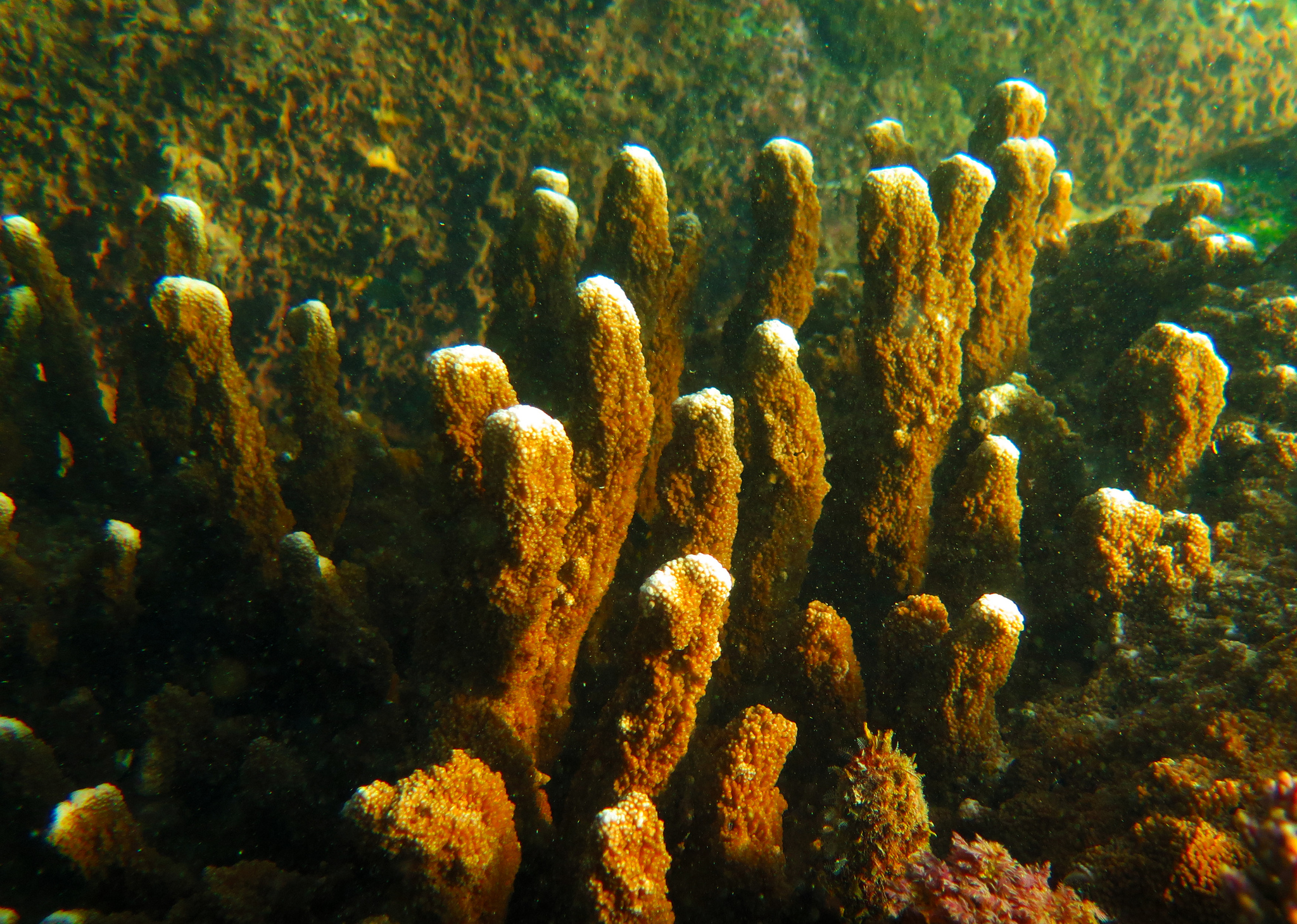 Isopora palifera (Lamarck, 1816)