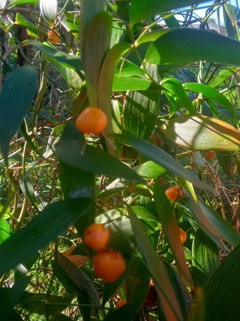 Wombat Berry from Bossley Park NSW 2176, Australia on June 9, 2022 at ...