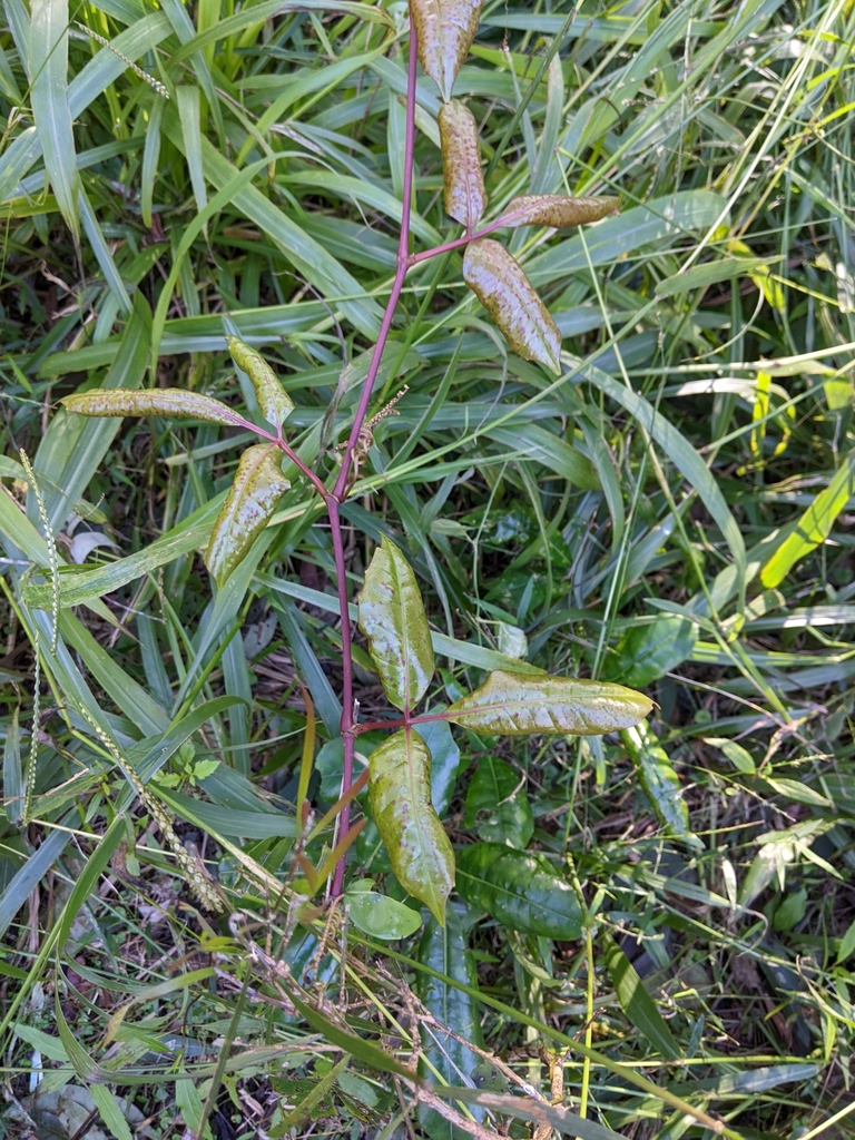 Native Grape from Ocean View QLD 4521, Australia on June 9, 2022 at 10: ...