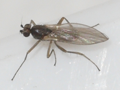 Small Grass Fly from Cross Plains, WI 53528, USA on November 3, 2015 at ...