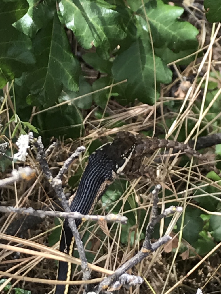 California Striped Racer from Auburn State Recreation Area, Auburn, CA ...