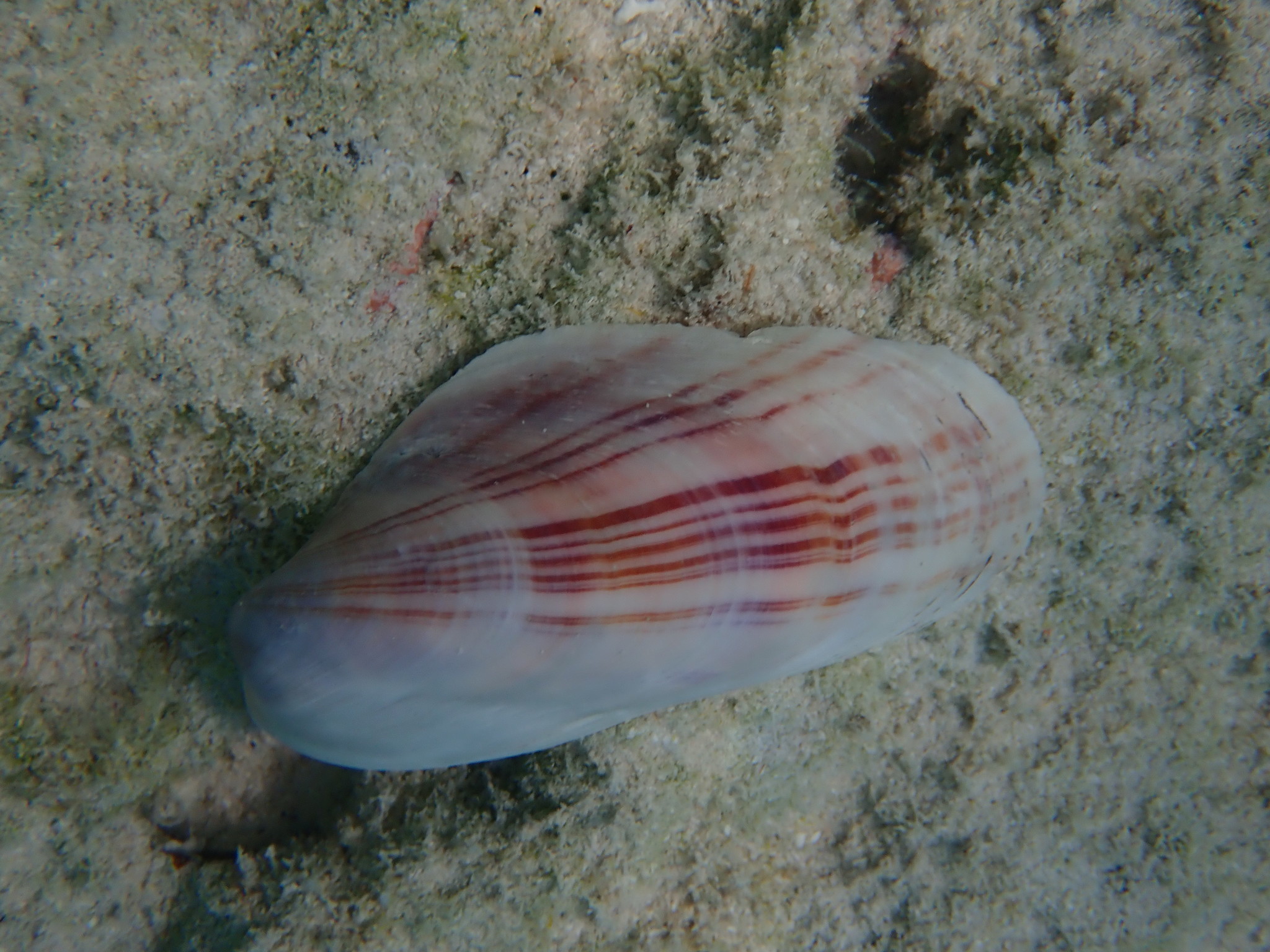 Modiolus americanus Leach, 1815
