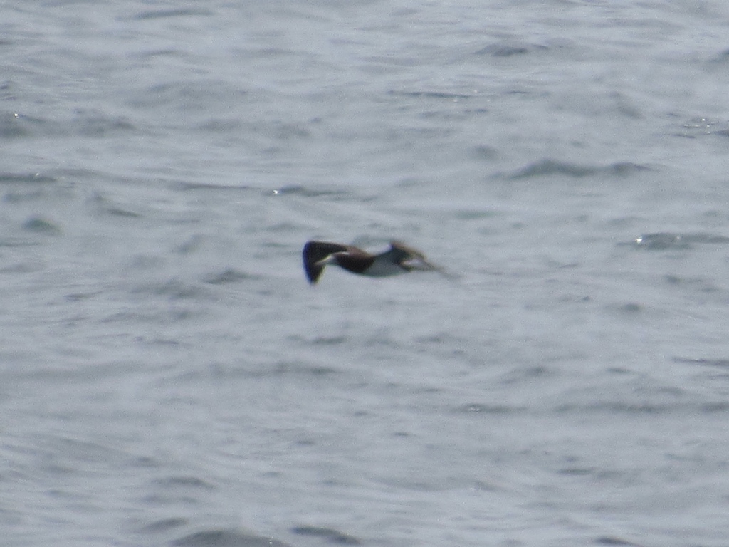 Forster's Brown Booby from Honolulu County, HI, USA on May 29, 2022 at ...