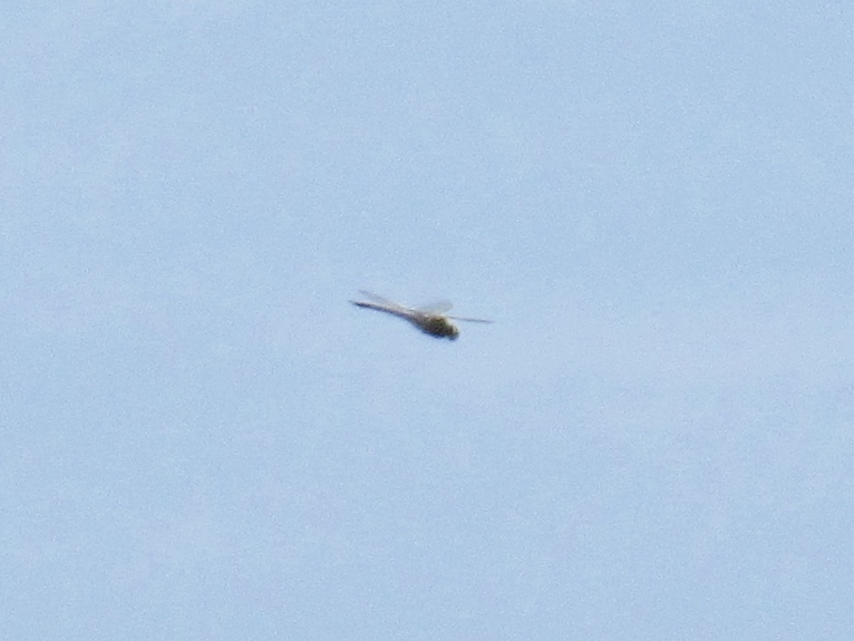 Giant Hawaiian Darner in May 2022 by Caleb Helsel · iNaturalist