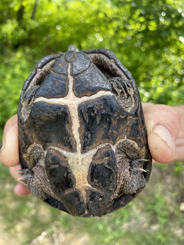 Eastern Musk Turtle from Lone Rock, WI, US on June 8, 2022 at 06:10 PM ...