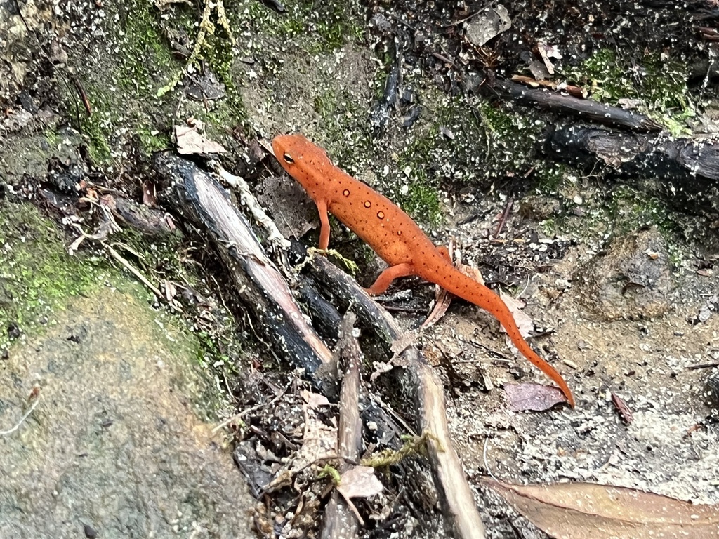 Eastern Newt from Cloudland Canyon State Park, Rising Fawn, GA, US on ...