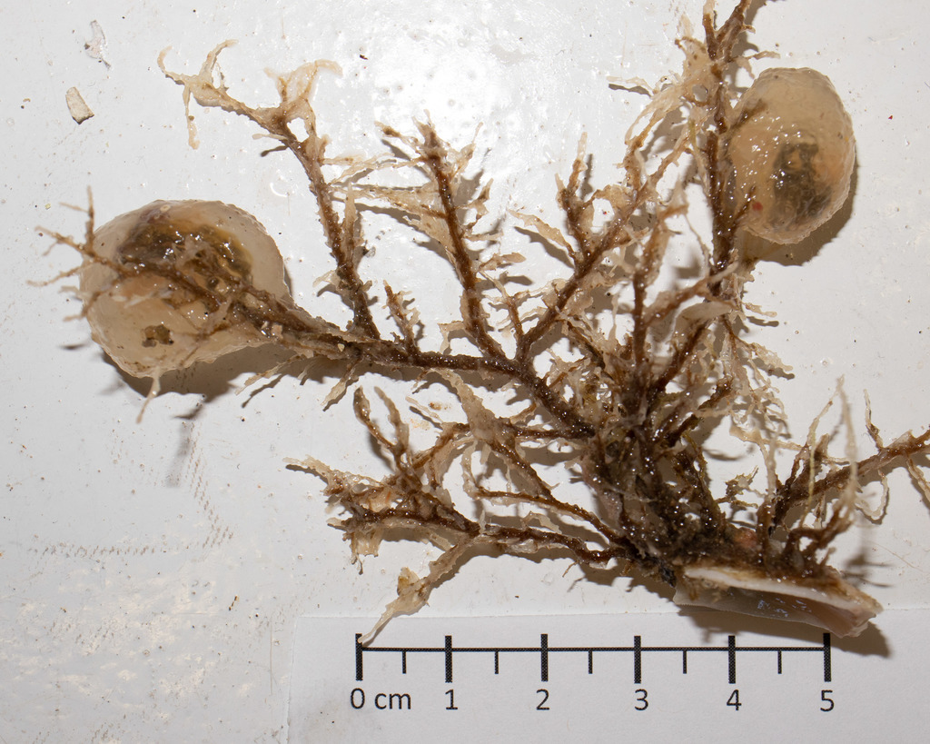 Molgula griffithsii from Quebec, Canada on June 3, 2022 at 09:35 AM by ...