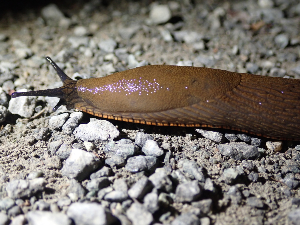 ater-group Arion Slugs from Capital, BC, Canada on June 07, 2022 at 11: ...