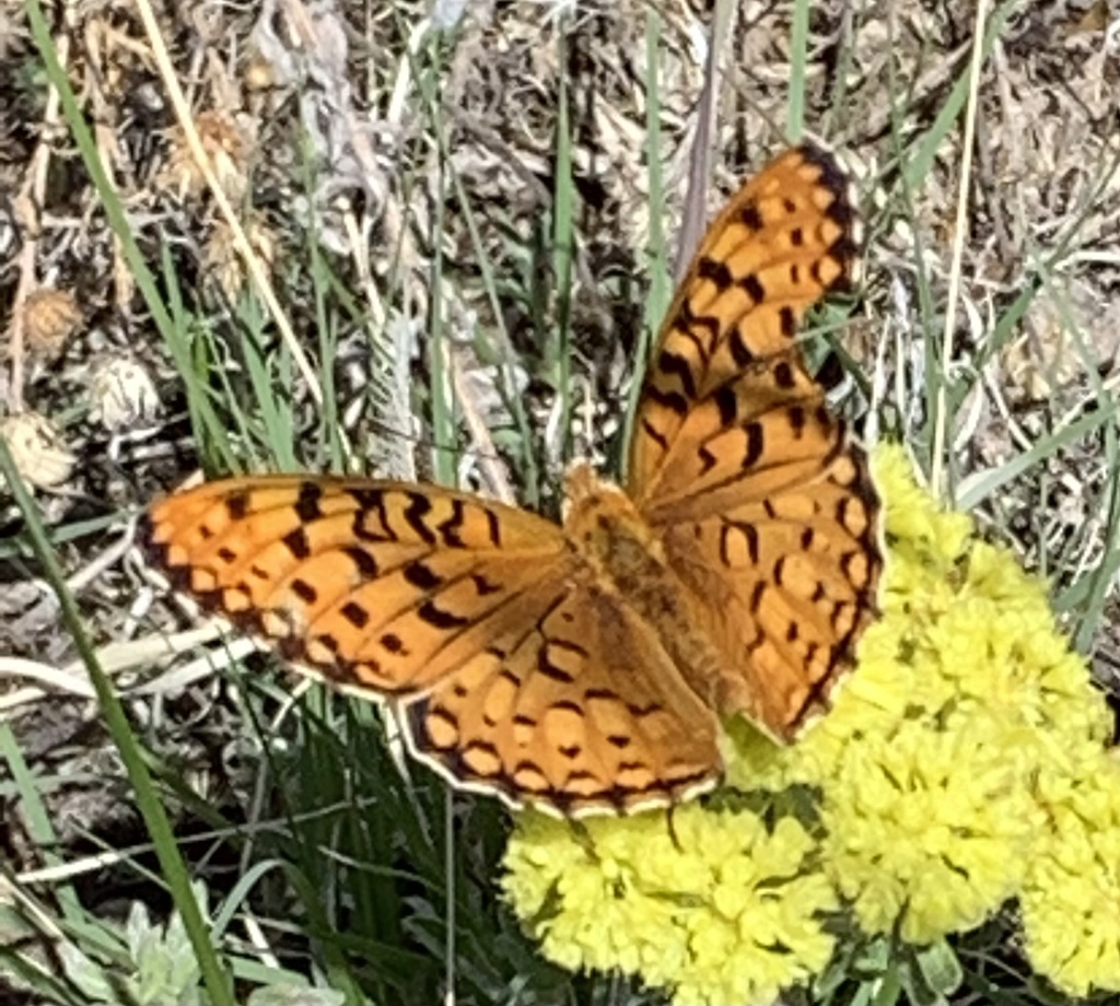Edwards's Fritillary from Highlands Ranch, CO, US on June 8, 2022 at 03 ...